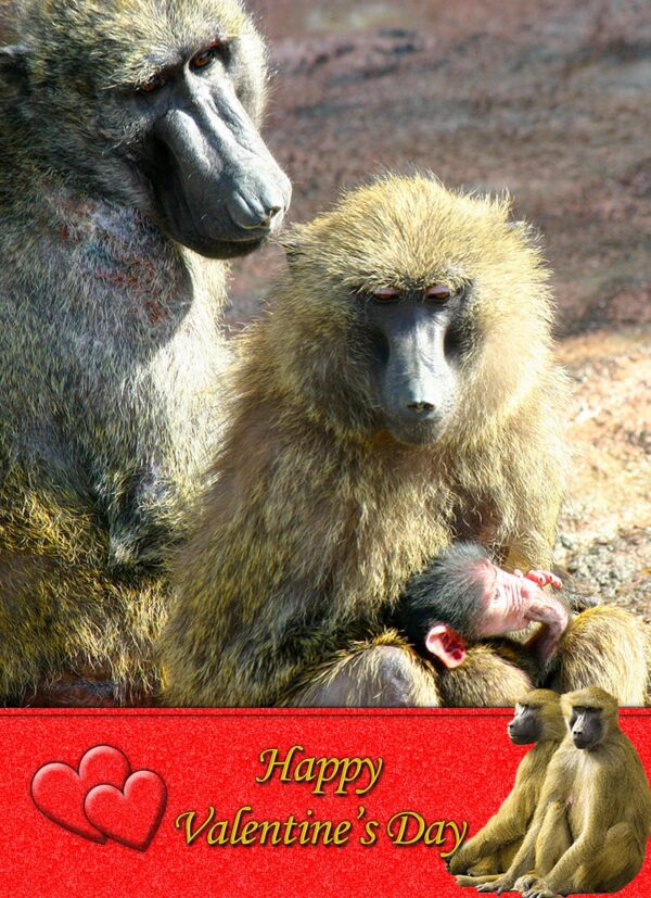 Monkey Valentines Day Card - Fat Cat Cards